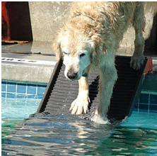 PetSTEP® Pool Leg Accessory Kit (Shown with a PetSTEP ramp sold ...
